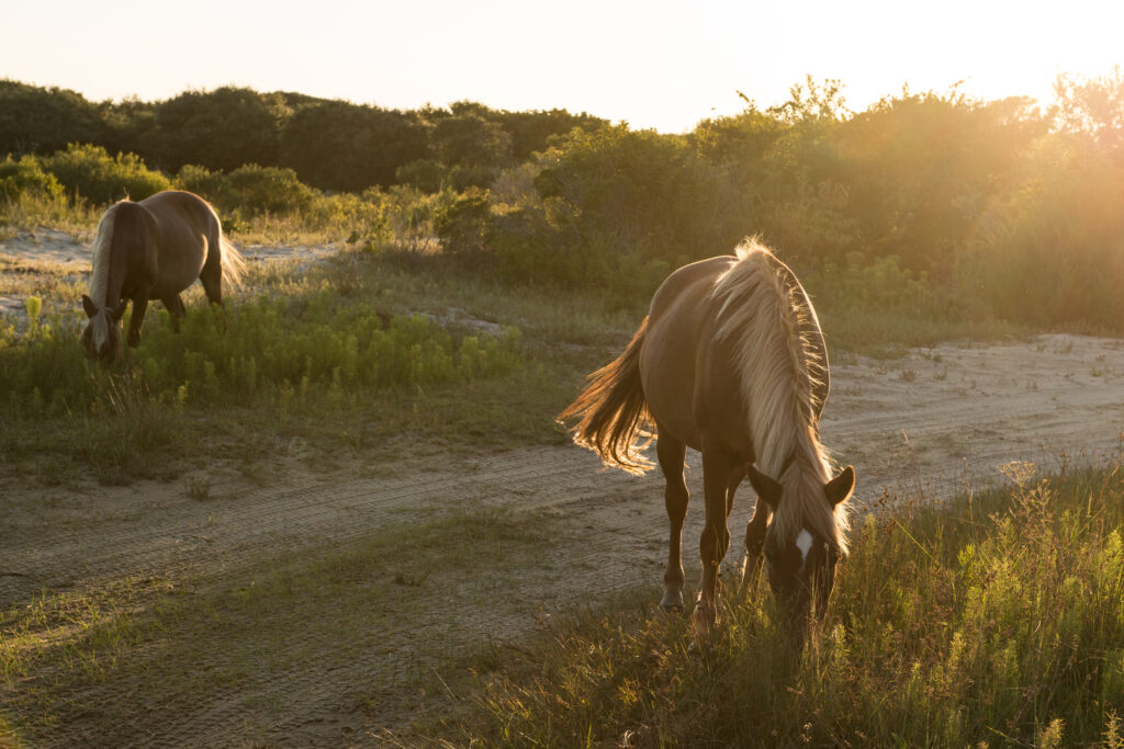 The Legend of the Wild Horses of Corolla - Jeffrey Bruno - Photographer ...